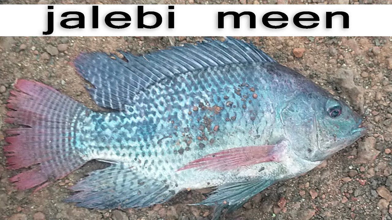 jalebi meen part 2 - Manali fishing guys - YouTube