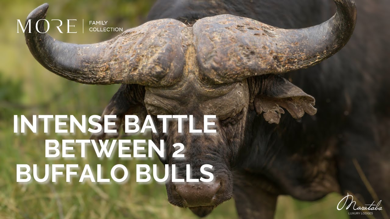 Battle between Two Giants of Africa - Buffalo Bulls Go Head to Head ...