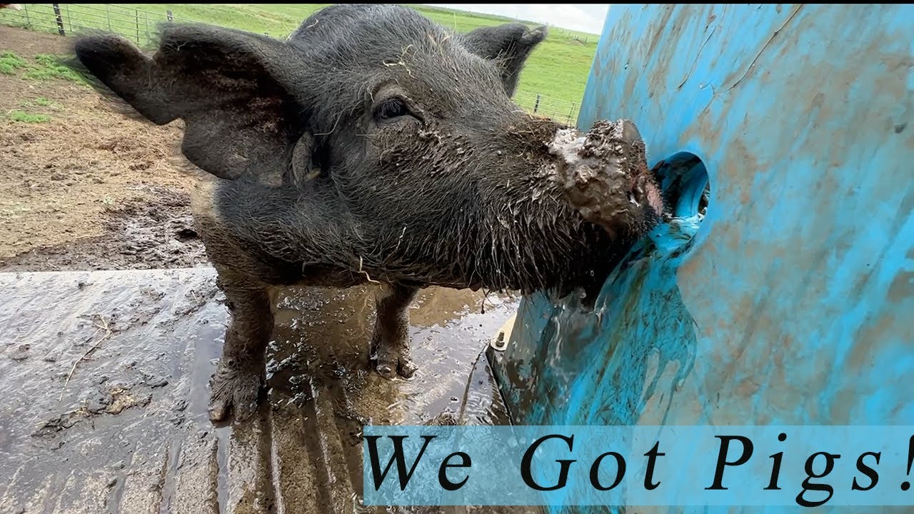 Moved barn and got pigs! - YouTube