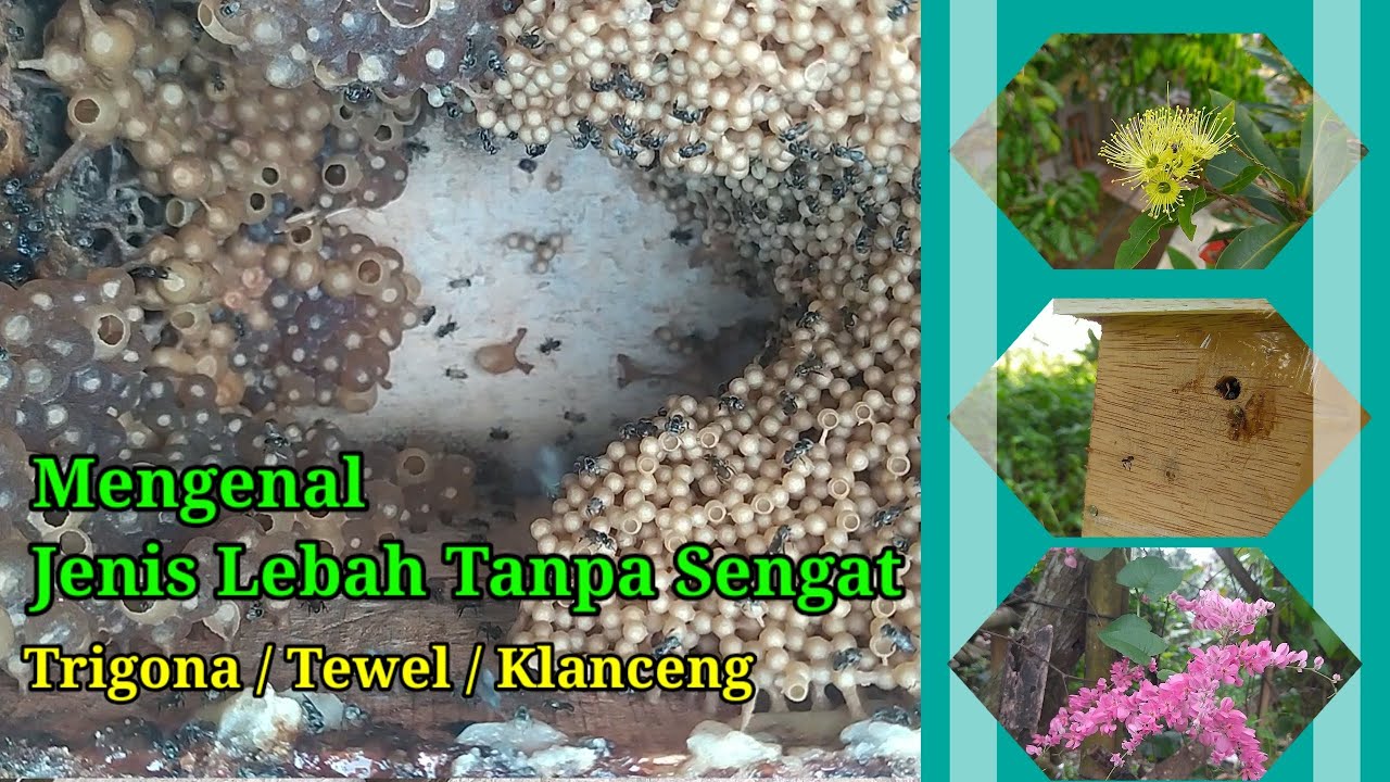 Mengenal jenis lebah tanpa sengat ‼️ trigona / klanceng / tewel # ...
