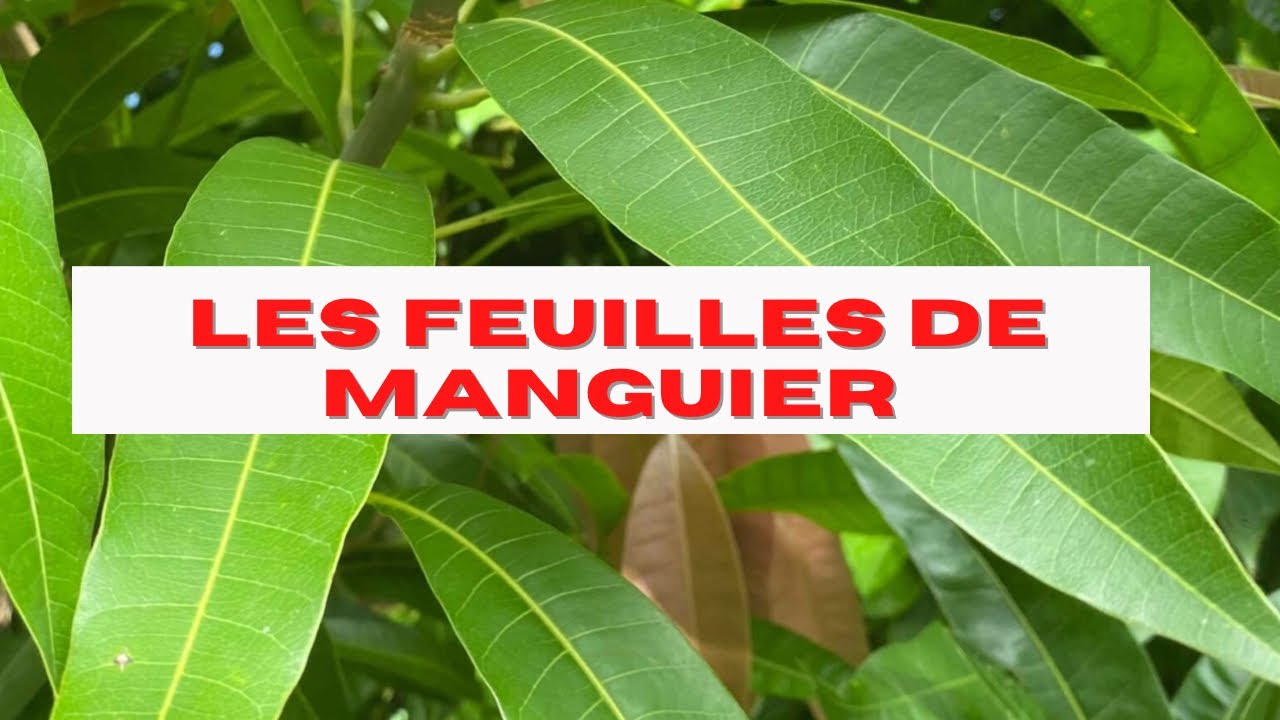 Les feuilles de manguier : des vertus impressionnantes - YouTube