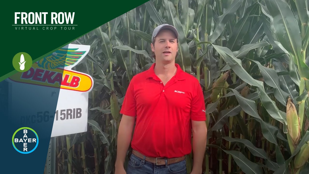 The Front Row: DEKALB® DKC56-15RIB - A Silage Ready™ Corn Hybrid with ...