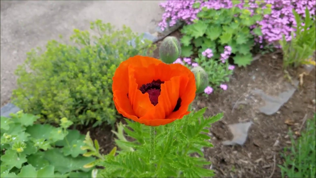 Poppies are Popping! - YouTube