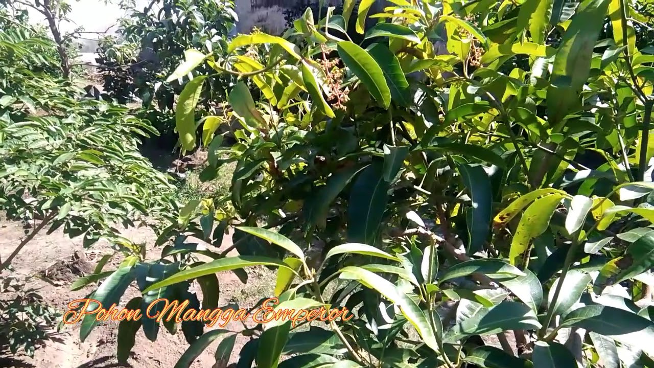 Mangga Emperor Tabulampot - YouTube