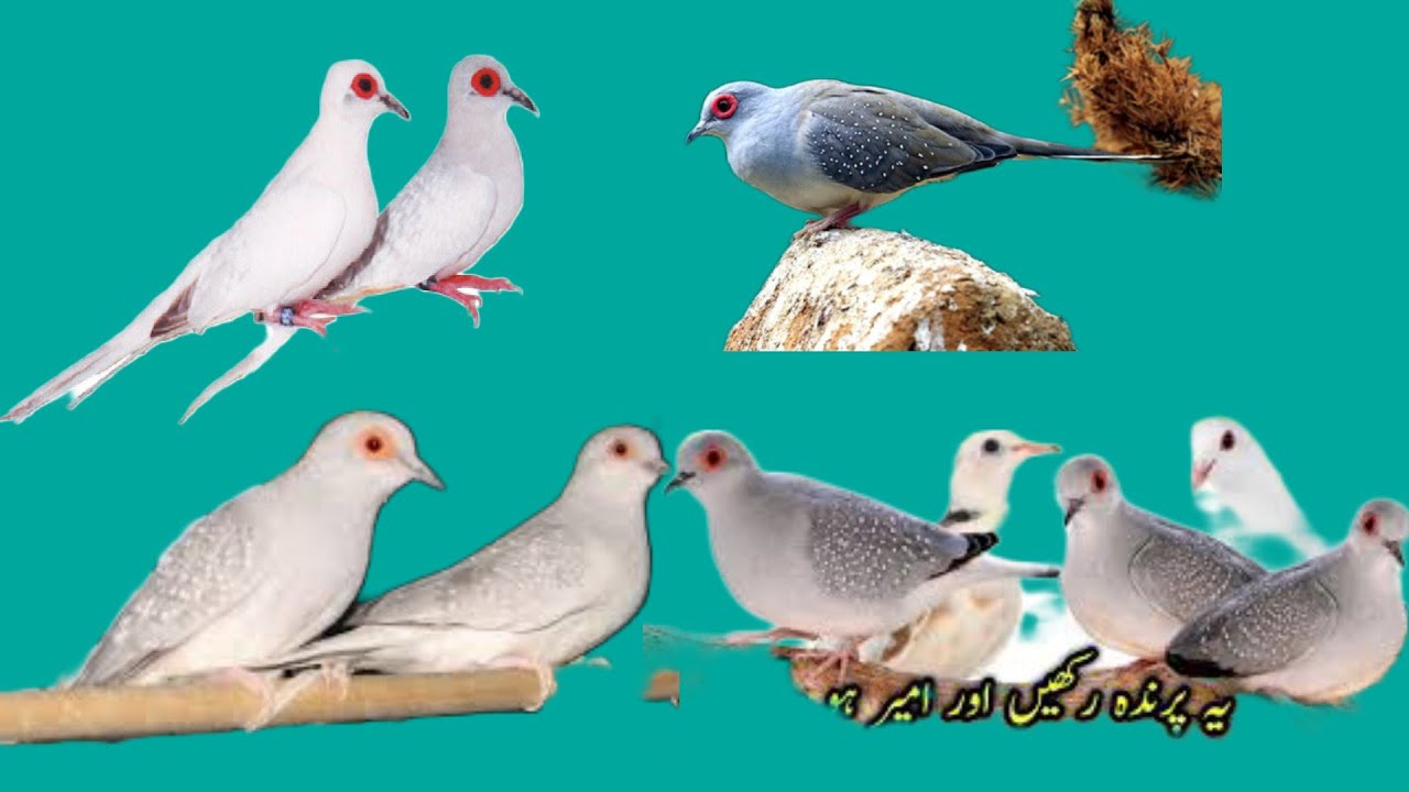 Dove business plan | diamond dove | china dove || rana birds vehair ...