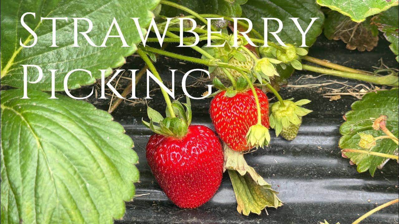 Places to visit in New Zealand | Strawberry picking | Red Bridge ...