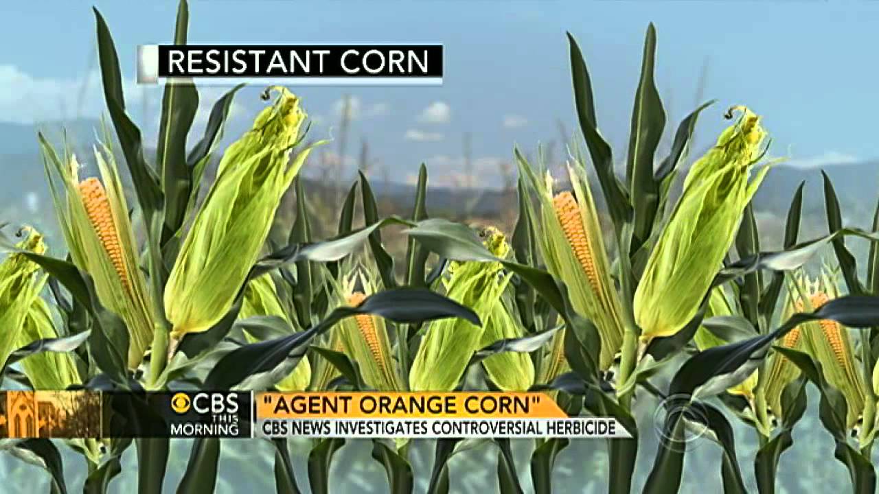 Flap over "agent Orange corn" - YouTube