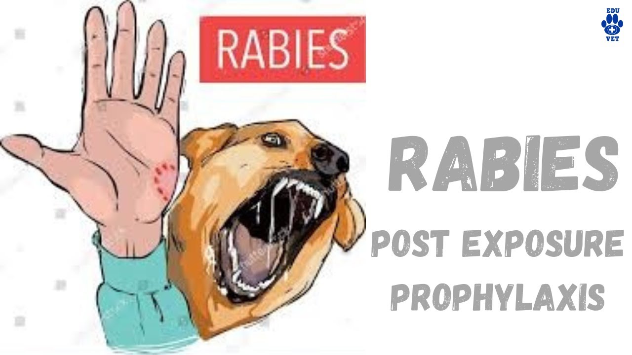 Rabies Post Exposure Protocol - YouTube