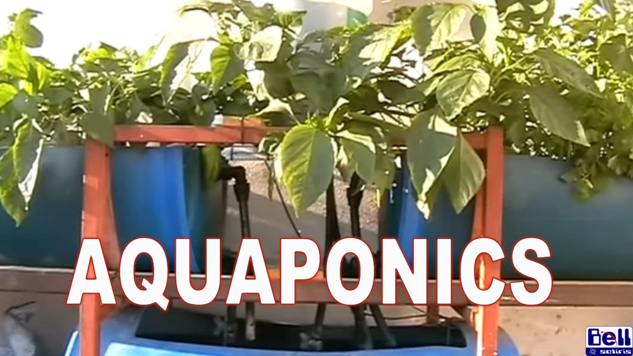 Aquaponics Ενυδρειοπονία - YouTube