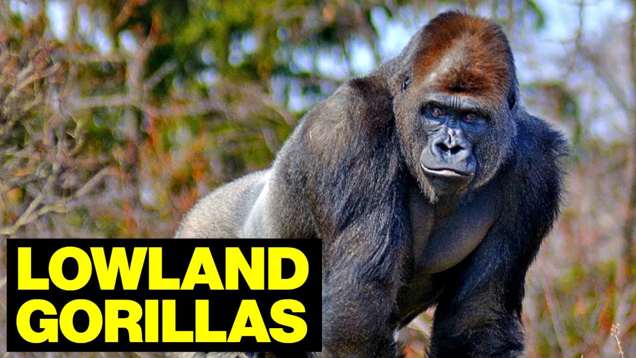 WESTERN LOWLAND Gorillas Of Central Africa // Wildlife Photographer ...