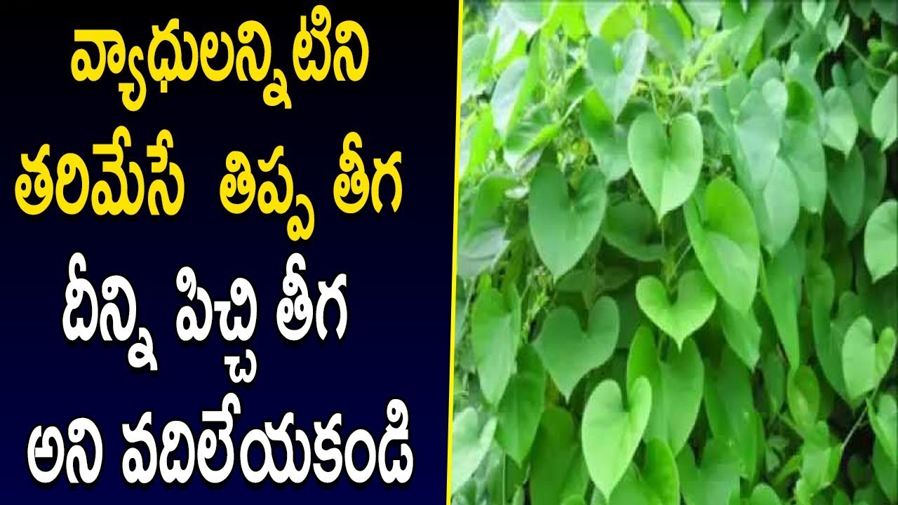 వ్యాధులన్నిటిని తరిమేసే తిప్ప తీగ | Amazing Health Benefits Tippa Teega ...
