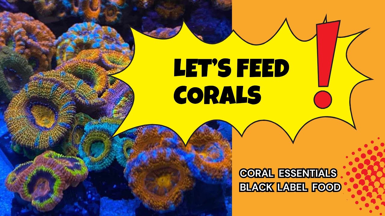 Feeding Corals The Right Way - Coral Essentials Black Label Foods - YouTube