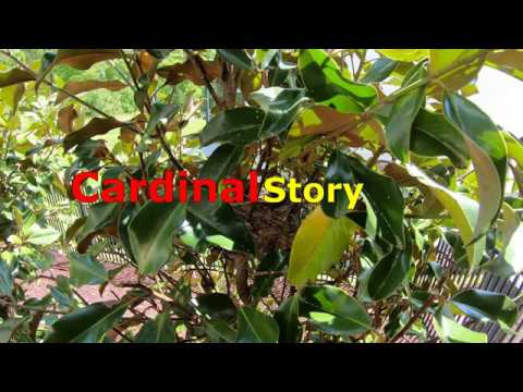 Cardinals Story - YouTube