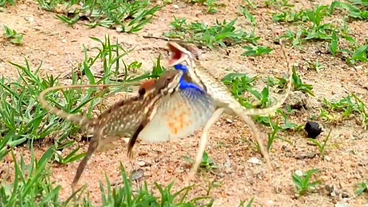 dragon fight video 2022 | dragon war 2022 | dragons fight scene ...