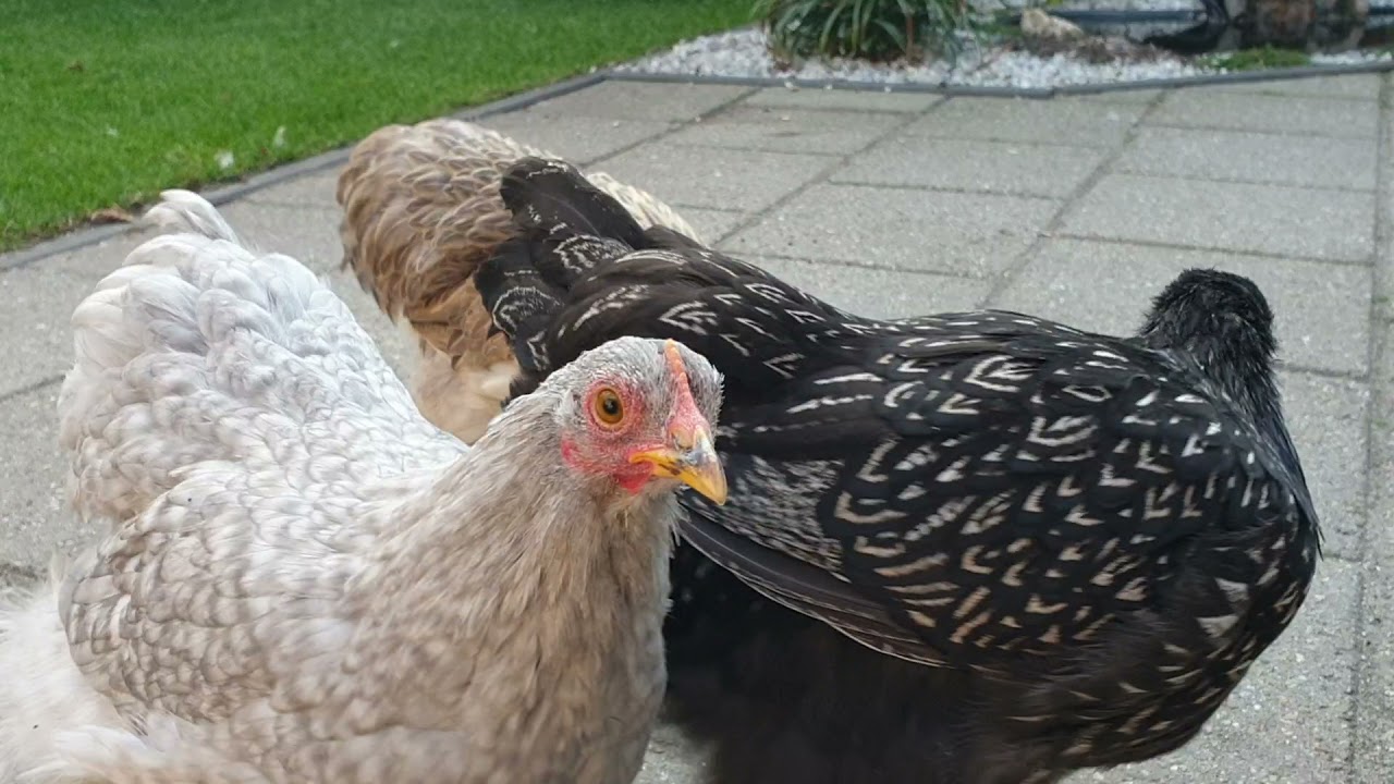 Cochin kriel kipjes bezig met de chicken fun kippen speelbal - YouTube
