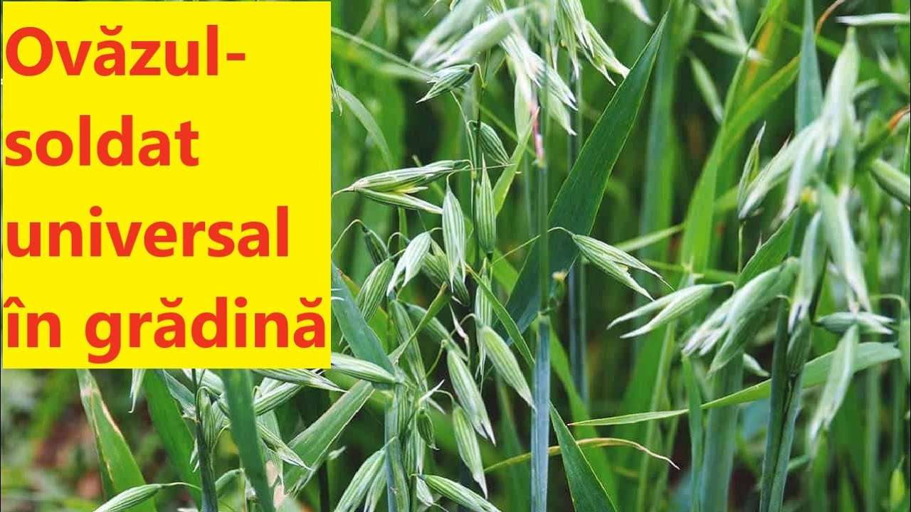 Semănăm ovăz ca să nu săpăm grădina. 🌾🌾🌾 - YouTube