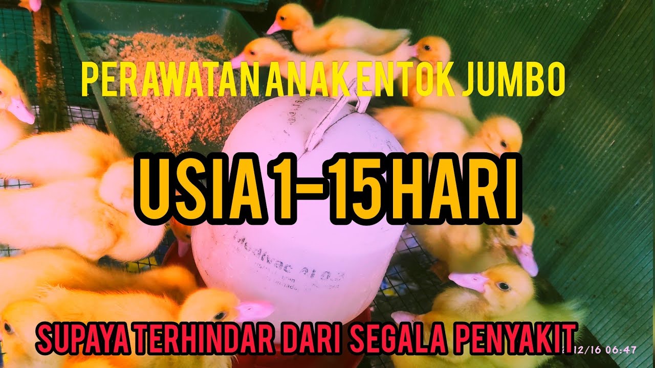 perwatan anak entok jumbo usia 1-15 hari @Putra Cendana - YouTube
