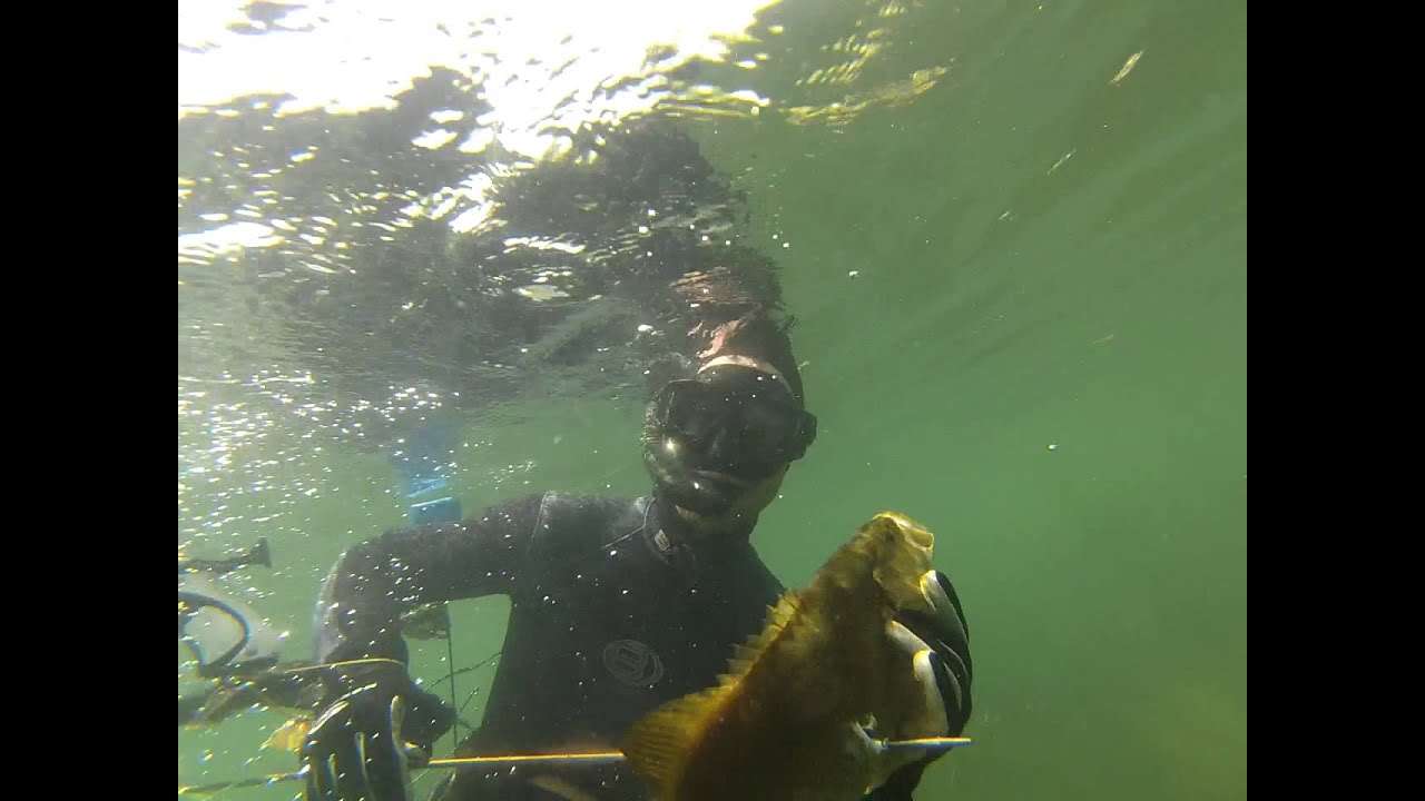 Chasse sous-marine d'un gros poisson Achigan au Québec / Spearfishing ...