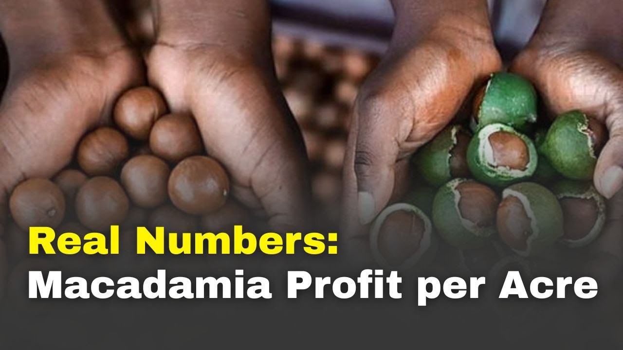 How Profitable is Macadamia Farming in Kenya? (Ksh 357,500 in 5 Years ...