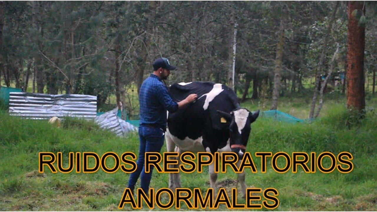 RUIDOS RESPIRATORIOS ANORMALES (AUSCULTACION EN BOVINOS) - YouTube