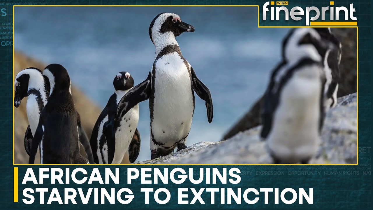 Africa's Only Penguin Survives on Stones Amid Food Crisis | WION ...