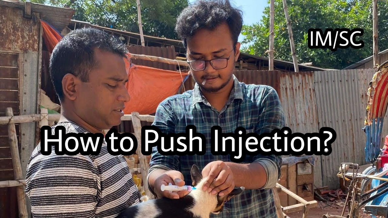 How to Push Injection To an Animal? In Mussel or SC(IM/SC). - YouTube