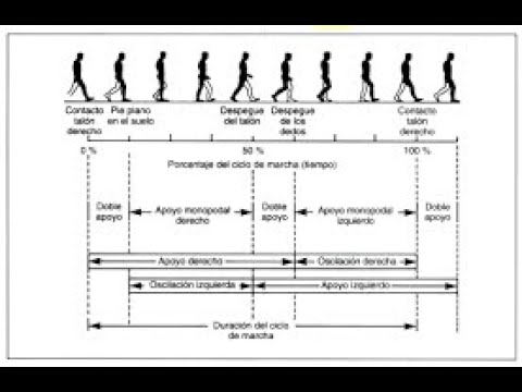 ANÁLISIS DE LAS FASES DE LA MARCHA - YouTube