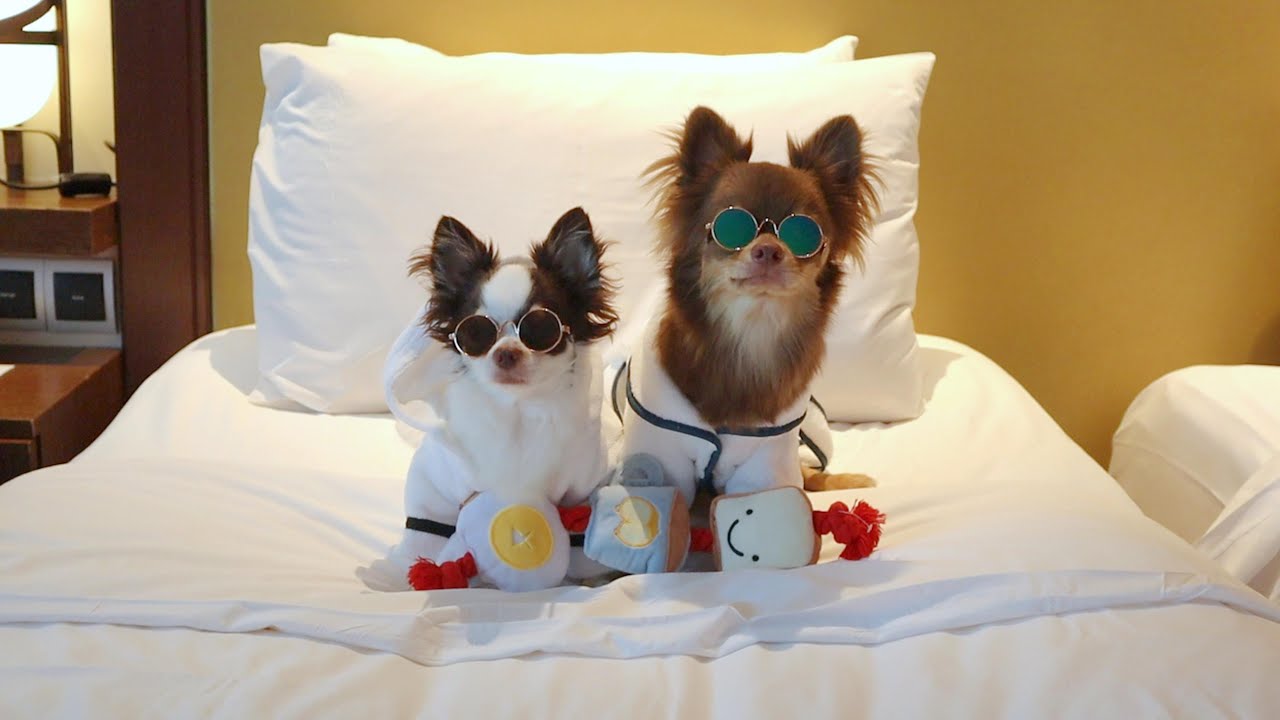 🏝️Dog-Friendly Staycation at Sofitel Sentosa Singapore (Part 1) - YouTube