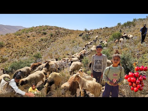 🏔️ Secrets of nomadic life in Zagros | Brave shepherds, medicinal plants, picking wild fruits🌿🐑🍒
