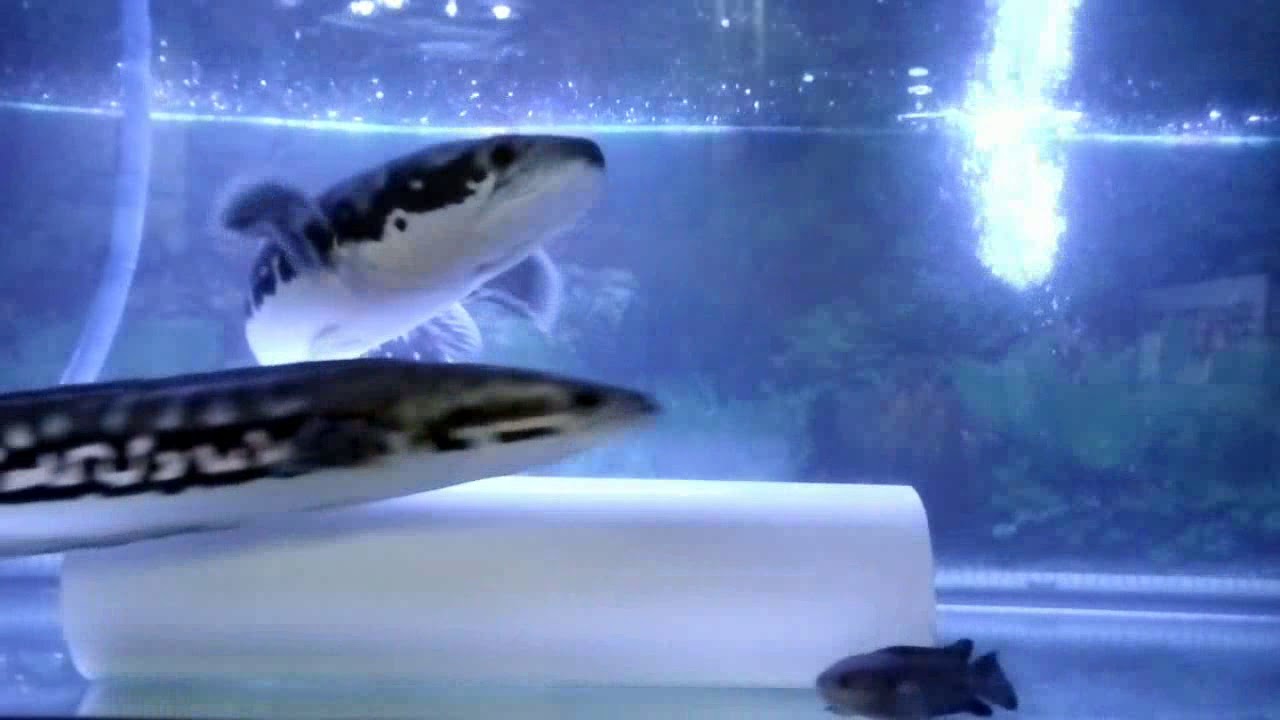 Giant Snakehead Attack