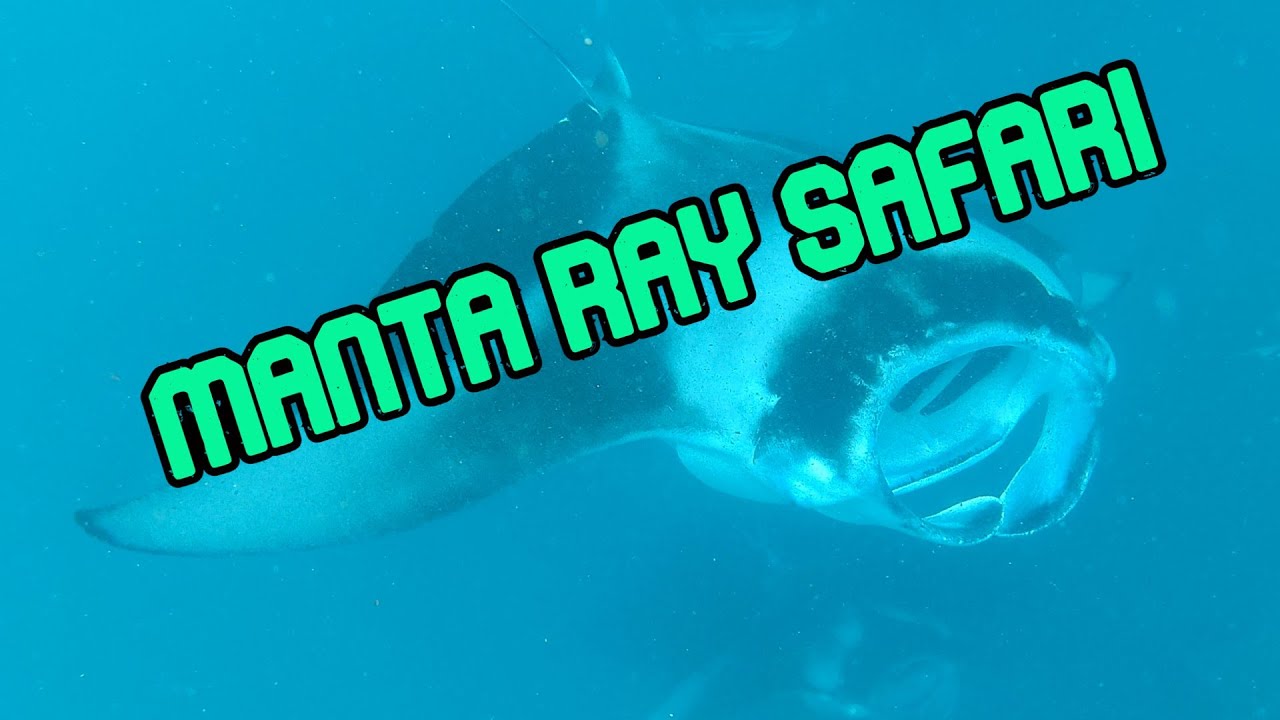 Manta Rays in 4K ASMR | Chain & Cyclone feeding at Hanifaru Bay ...