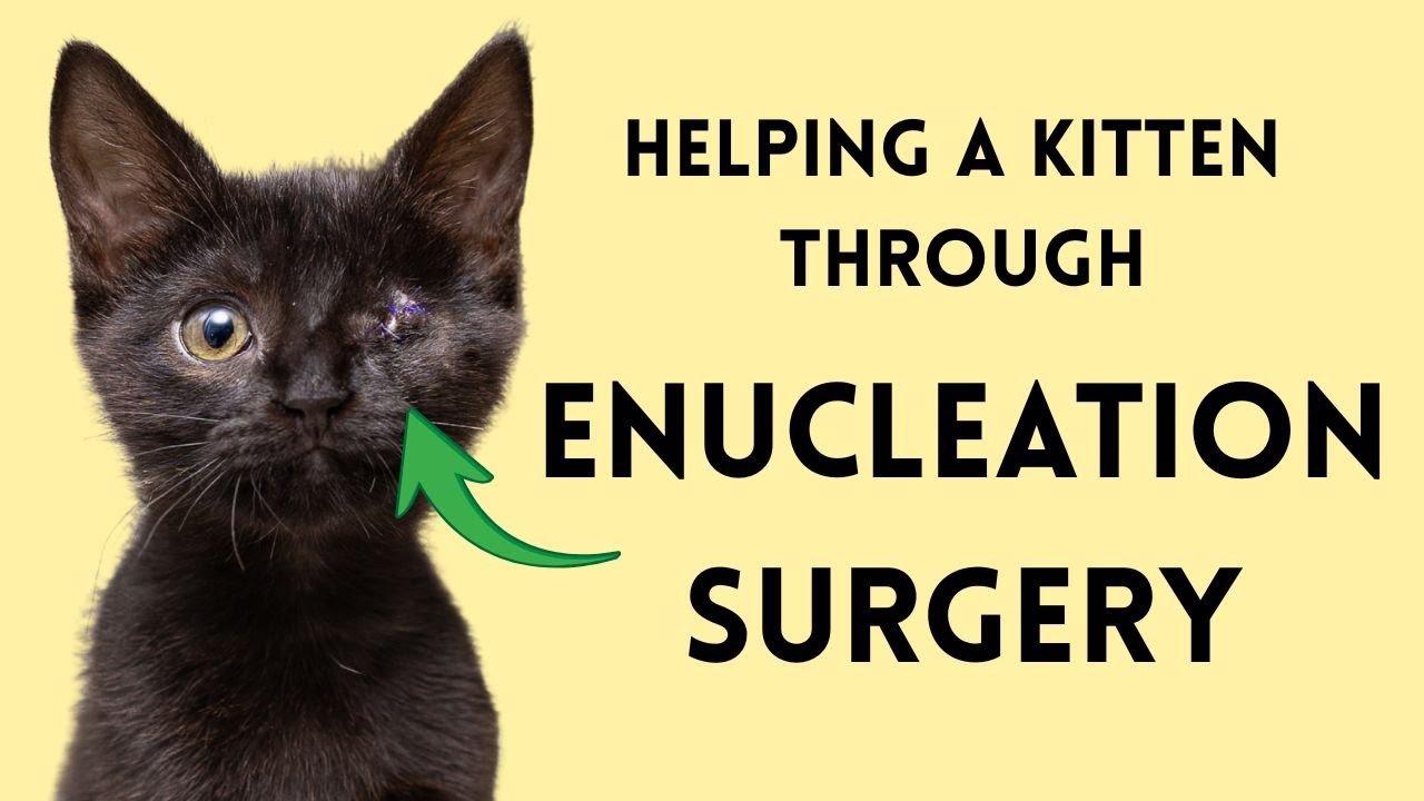 Enucleation (Eye Removal Surgery): What to Expect with Your Kitten ...