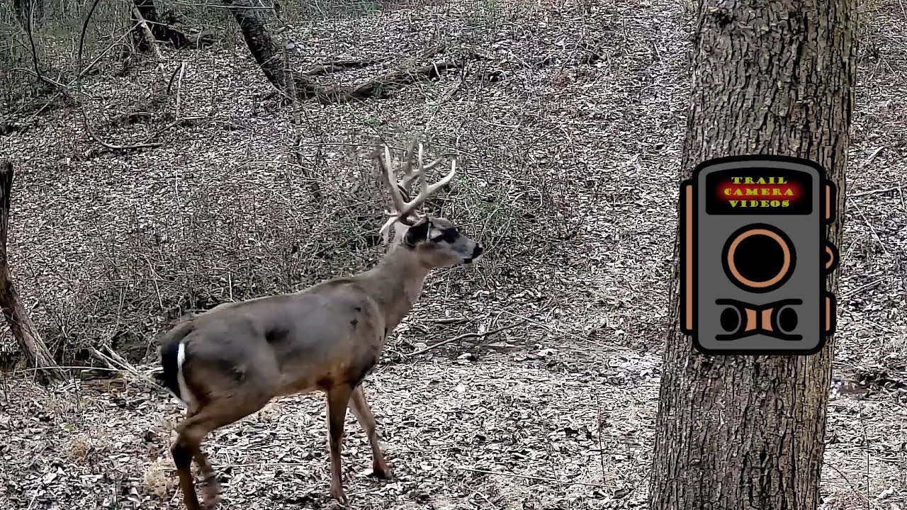 Trail Game Camera Montage of Suburban Wildlife in Southwest Virginia ...