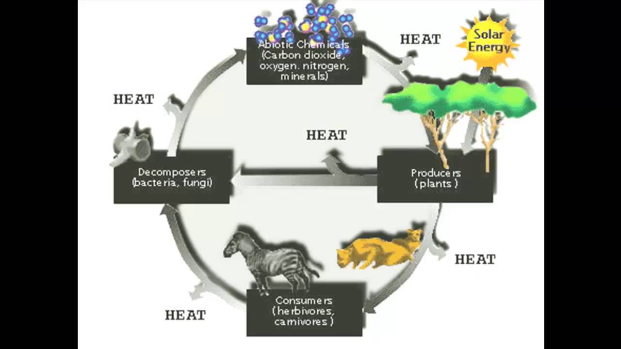 Bio 101 Lecture 1 Life, Loops, Body Plans - YouTube