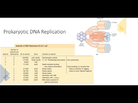 Prokaryotic DNA Replication - YouTube