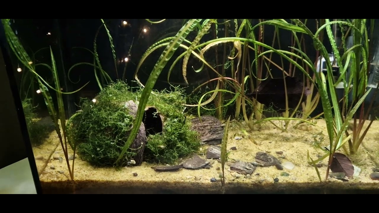 Java moss. ( mech jawajski )nieudany projekt u Bojownika - YouTube