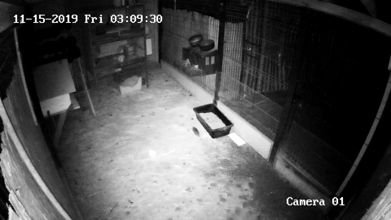 The trained rat Rambo catches the mouse - YouTube