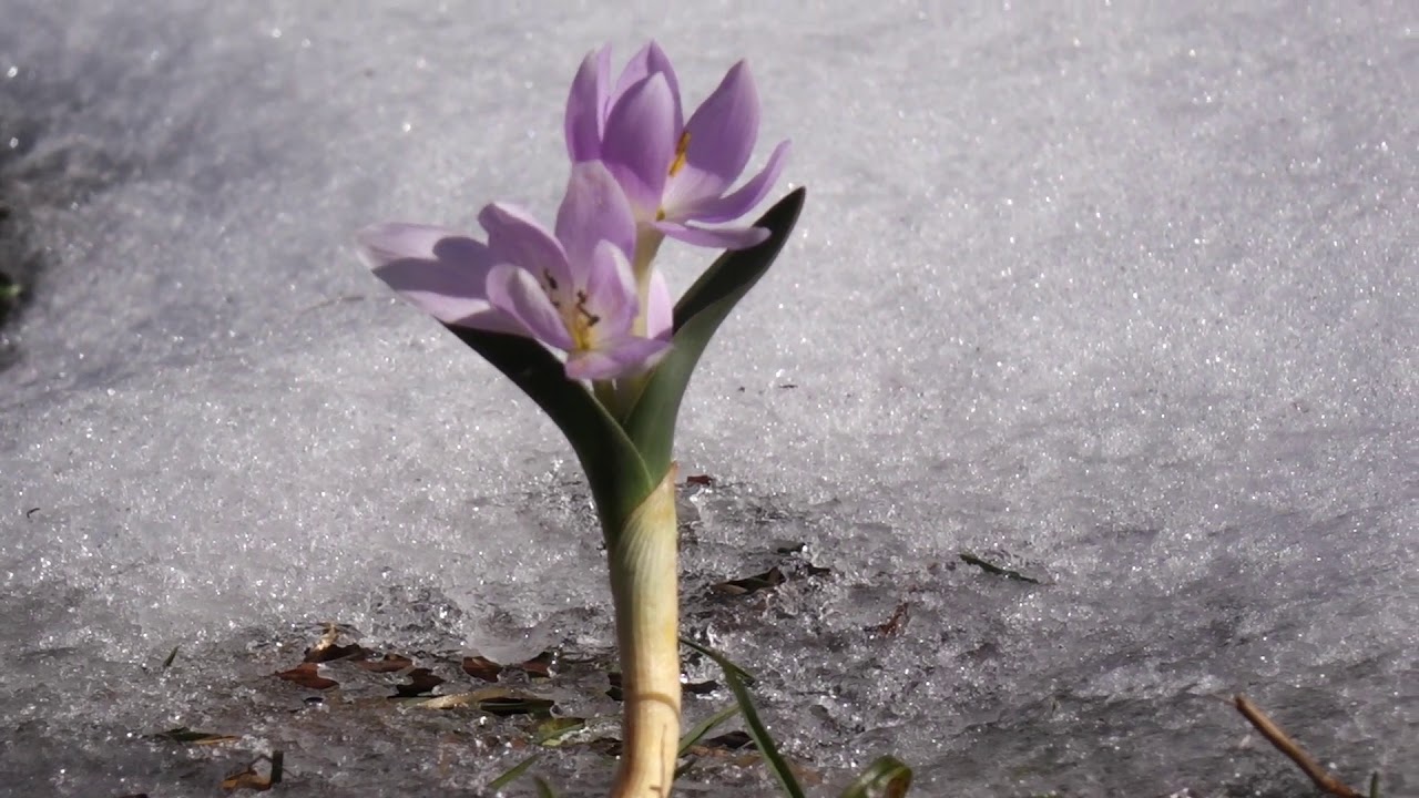 Mt Olympus wildflower: Colchicum doerfleri - YouTube