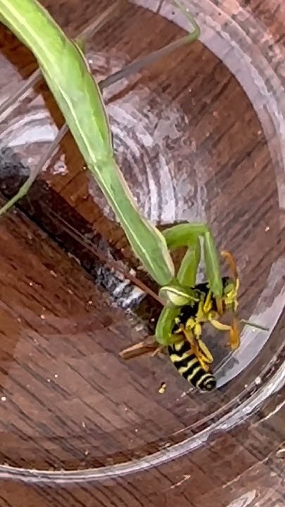 Praying mantis vs wasp - YouTube