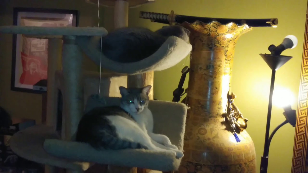 Cat tree grows kitty fruit! - YouTube