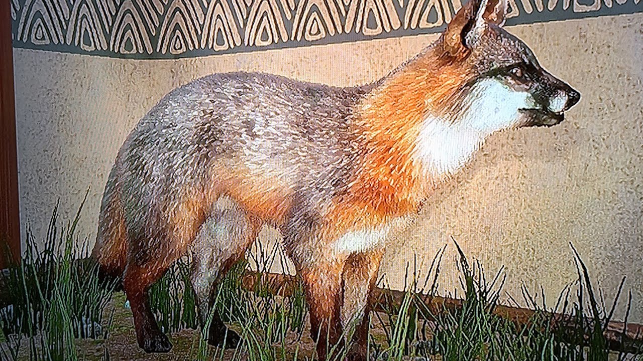 Quick Gray Fox Guide New England! - YouTube