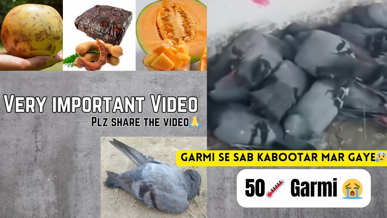 50🌡Garmi🔥Sab kabutar Mar Gaye|Very important Video|Plz share the video🙏 ...