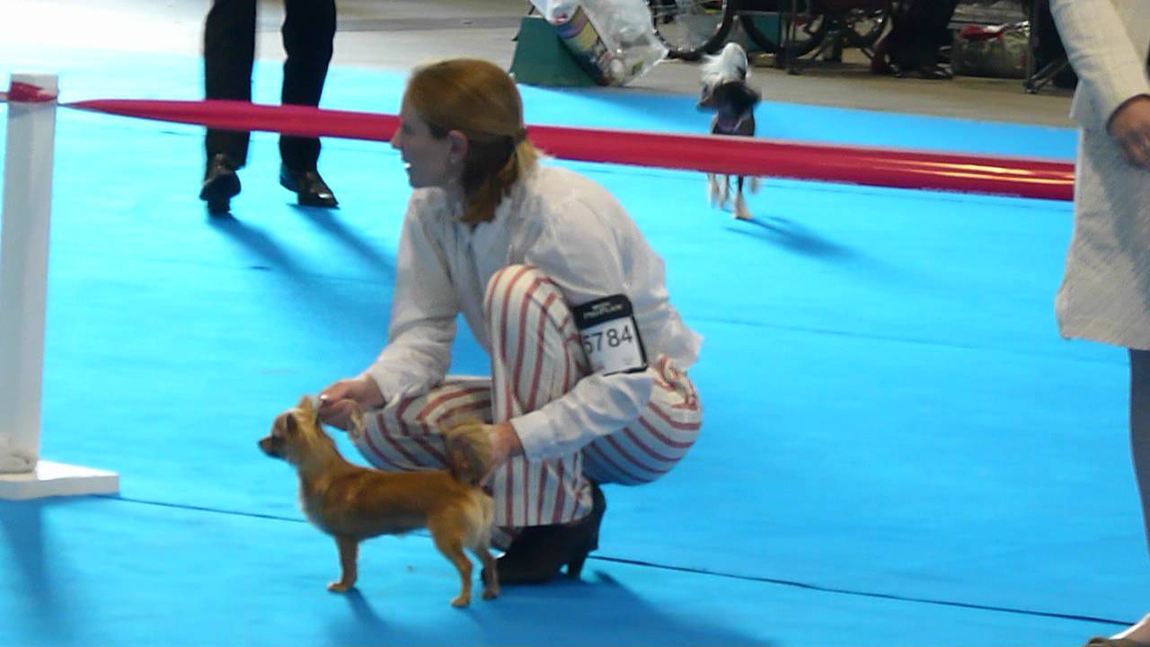 Karpediem Souvenir Cheyenne - BEST PUPPY : Championnat de France Metz ...