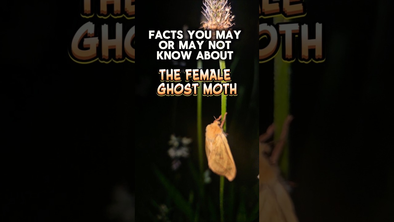 Facts You May or May Not Know About The Female Ghost Moth #nature # ...