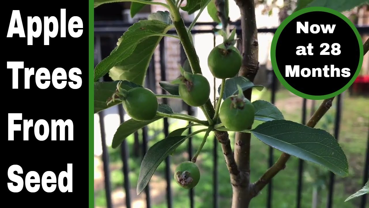 Growing Apple Trees From Seeds - Now at 28 Months! - YouTube