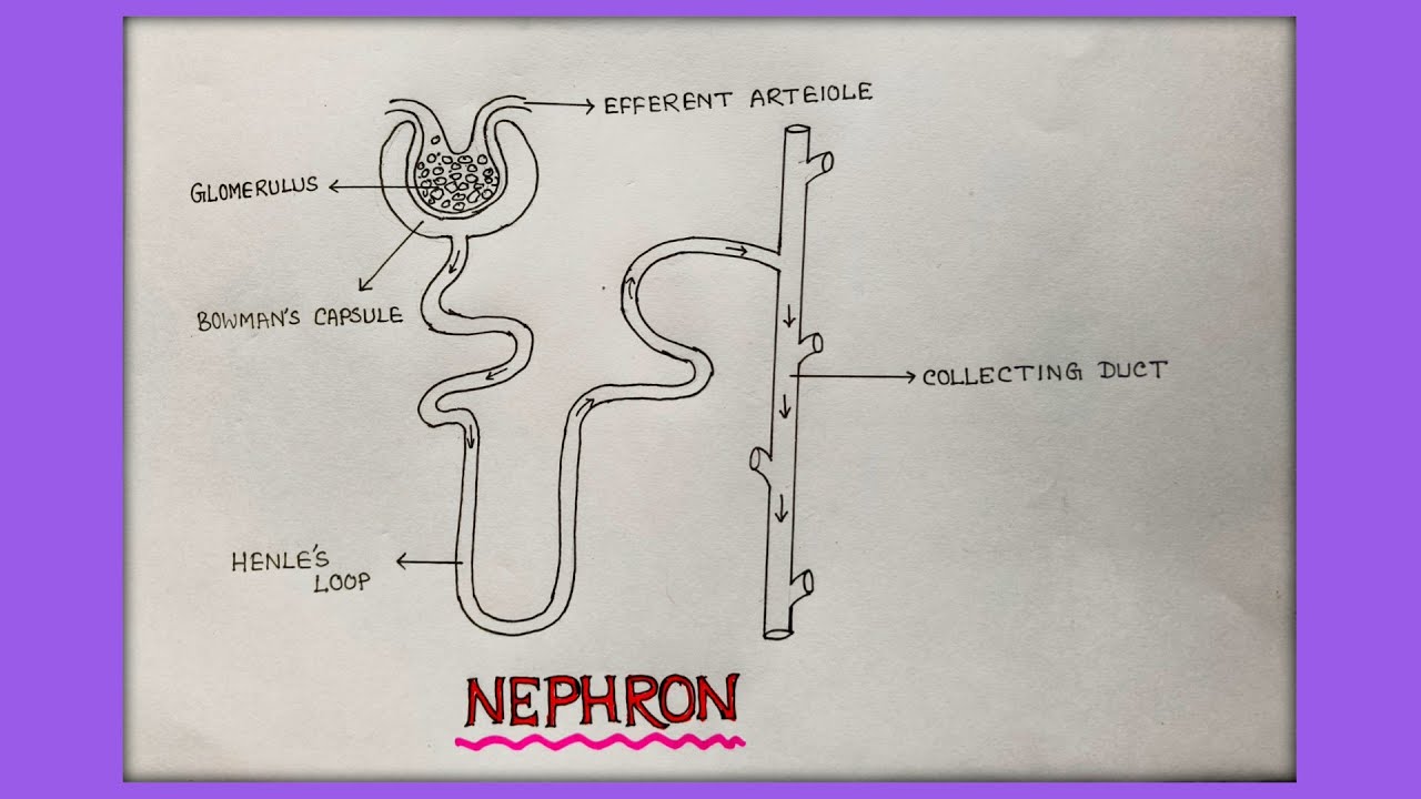 How to draw Nephron Diagram with lebel step by step/Nephron diagram ...