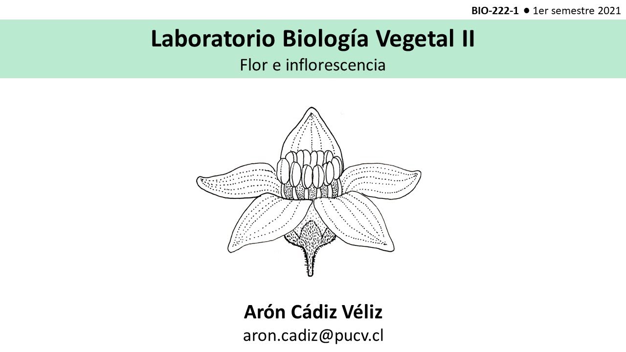 Clase LAB 6 Flor e inflorescencia - YouTube