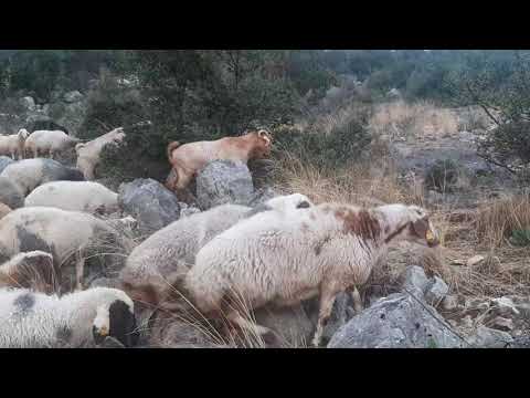 doğal köy hayatı koyunlar sabah göz gayasının önünde
