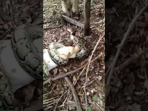 #TodaysViralVideo Man shoots python that is eating his goats - YouTube