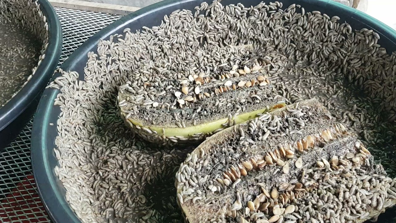bsf larvae farm in kerala. - YouTube